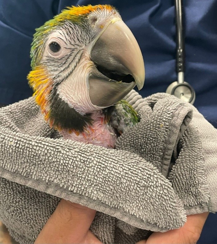 A day in the life of an exotics nurse - Veterinary Practice