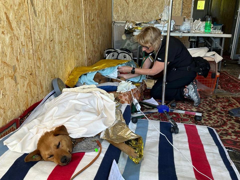 Vet Deborah’s charity mission in Ukraine - Veterinary Practice