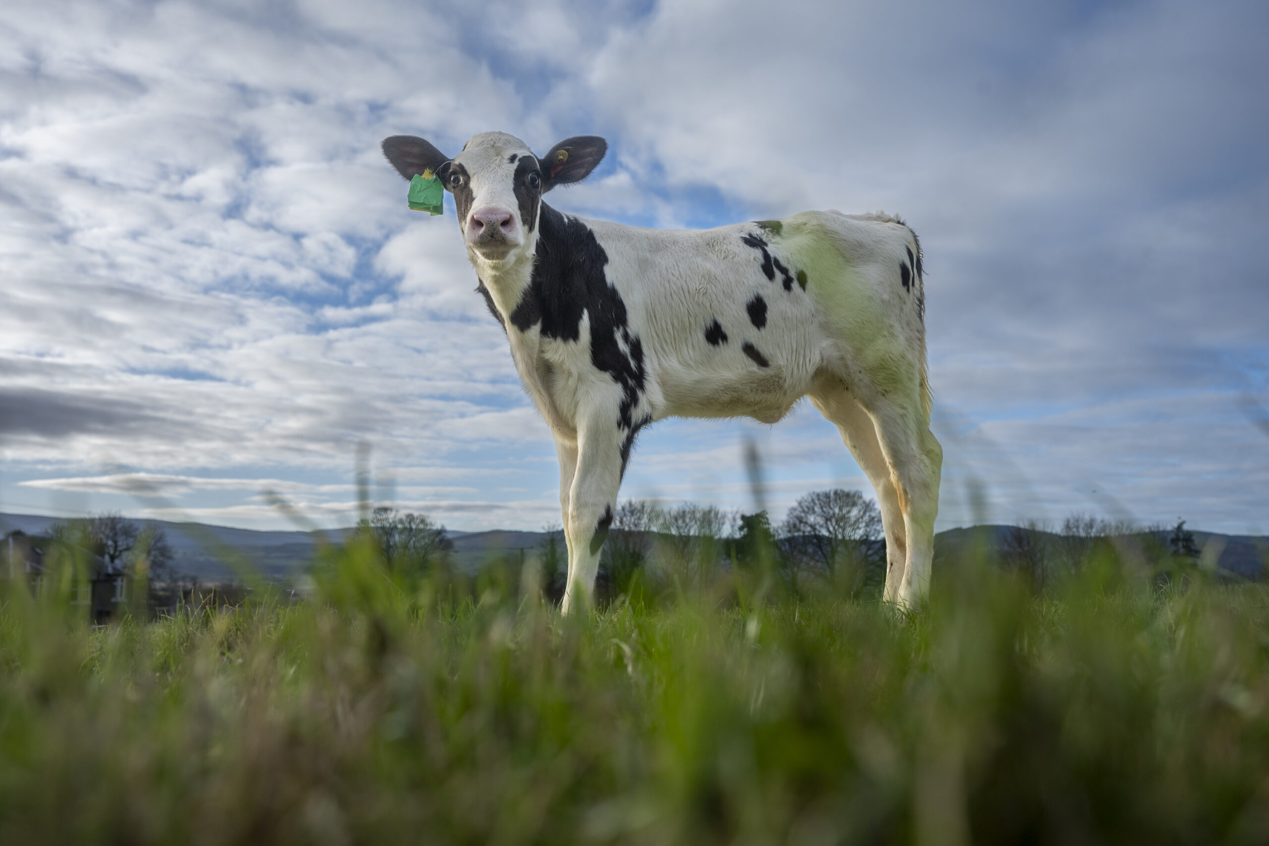 Could this calf hold the key to reducing methane emissions ...