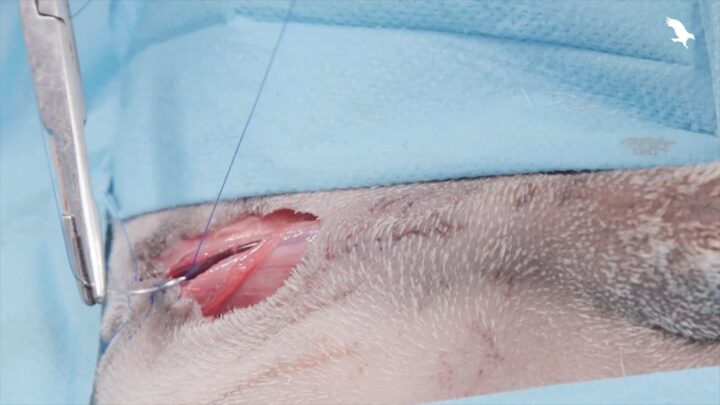 Urethrostomy - scrotal in a dog - Veterinary Practice