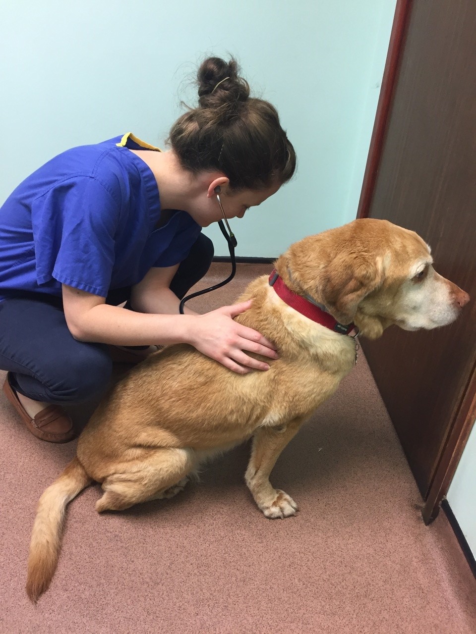 Twenty stress-reducing tips for treating dogs, cats and rabbits in ...